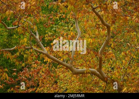 Arizona Sycamore tree in fall color; Chiricahua Mountains, Coronado ...