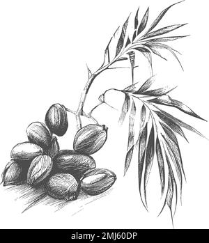 nk drawn dates with leaves. Ripe fruits hang from the branches.Border ...