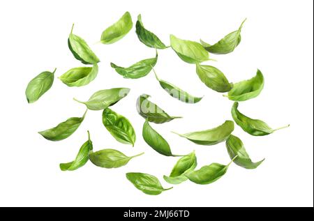 Fresh green basil leaves falling on white background Stock Photo - Alamy