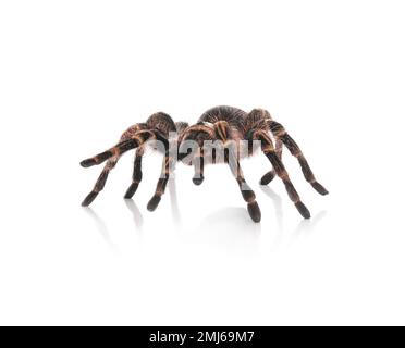 Striped knee tarantula (Aphonopelma seemanni) and coconut shell ...