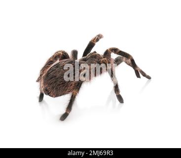 Striped knee tarantula (Aphonopelma seemanni) and coconut shell ...