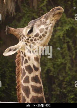 Giraffe at a zoo in Los Angeles Stock Photo - Alamy