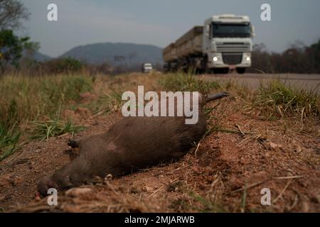 A dead capybara lays on the side of the highway in Altamira, Para state ...