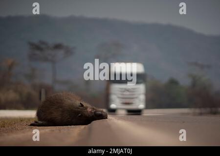 A dead capybara lays on the side of the highway in Altamira, Para state ...