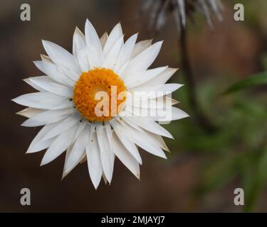 White daisy like Australian native wildflower Brachysome winter flower ...
