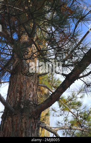 Needles on Pine Tree (Genus Pinus, family Pinaceae Stock Photo - Alamy