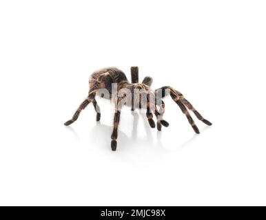 Striped knee tarantula (Aphonopelma seemanni) isolated on white Stock ...