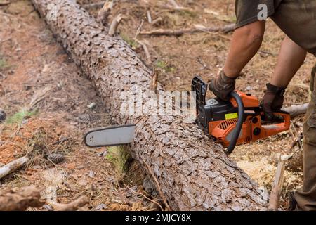 There is employee cutting trees with chainsaw during process of ...