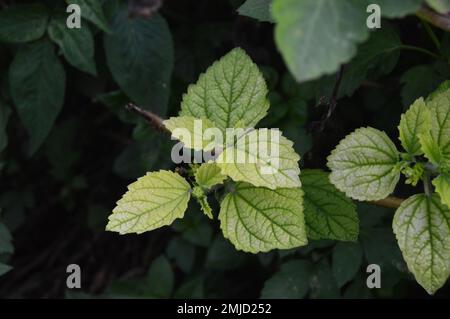 Portrait of bright greenish-yellow patchouli leaves. Herbs, wild plants ...