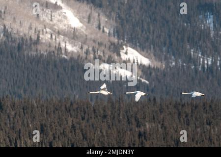 Migrating trumpeter & tundra swans seen in Spring season during their ...