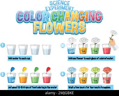 Color changing flowers science experiment illustration Stock Vector ...