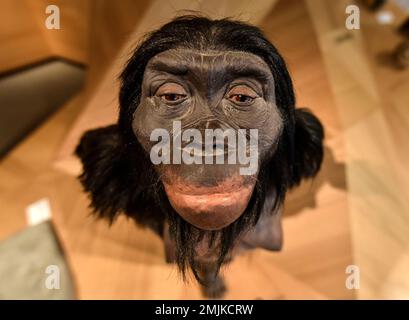 The reconstruction of the 3,200,000 years old Australopithecus ...