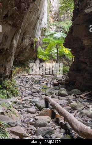 Australian Tree Ferns growing in a narrow rock canyon in Carnarvon ...