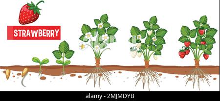 The growth stages of a strawberry plant illustration Stock Vector Image ...