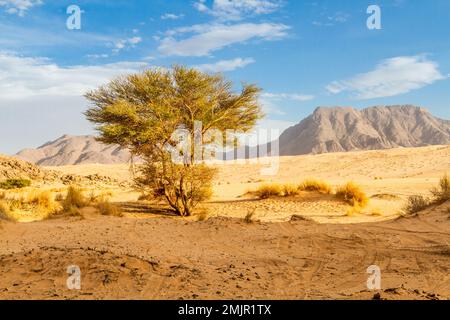Saharan Cypress, very rare coniferous tree in Tassili N'Ajjer, Sahara ...