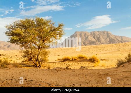 Saharan Cypress, very rare coniferous tree in Tassili N'Ajjer, Sahara ...