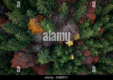 colorful conifers in autumn photographed from above Stock Photo - Alamy