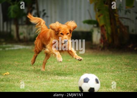 Golden Retriever chasing soccer ball at the park. Dog playing football ...