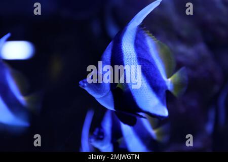 Beautiful Moorish idol fish in clear aquarium water Stock Photo - Alamy