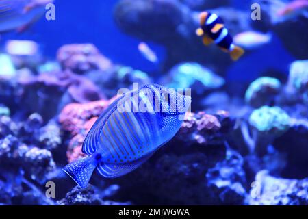 Beautiful butterfly fish in clear aquarium water Stock Photo - Alamy