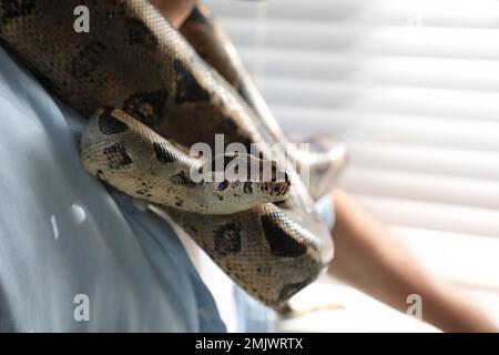 Man with his boa constrictor at home. Exotic pet Stock Photo - Alamy