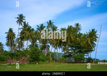 A green palm plantation by the sea with a buffalo grazing in it Stock ...