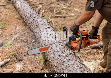 There is employee cutting trees with chainsaw during process of ...