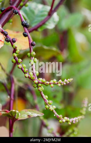 Basella alba is an edible perennial vine in the family Basellaceae. It ...