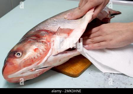 Cooking silver carp. cleaning ribs and blotting its insides with a ...