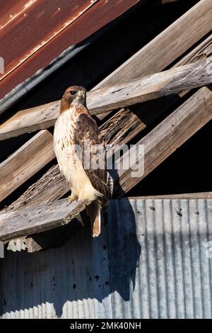 Red-Tailed Hawk resting on crossbar of the swing Stock Photo - Alamy