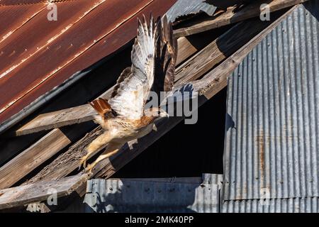 Red-Tailed Hawk in Flight Stock Photo - Alamy