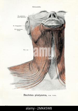 Vintage illustration of neck and head musculature from right-behind ...