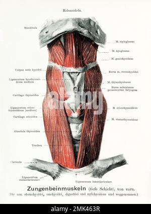 Vintage illustration of anatomy, mouth muscles internal view with ...