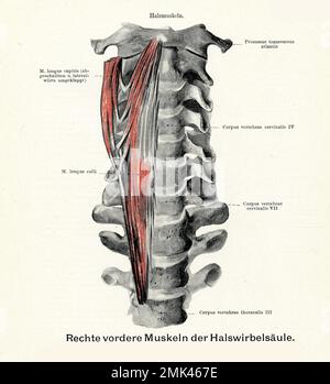 A model of the cervical spine (neck) of the human body including the ...