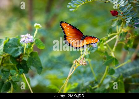 Queen butterfly on the butterfly bush Stock Photo - Alamy