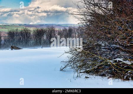 Firewood piled on the mountain Stock Photo - Alamy