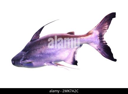 Beautiful gaff topsail catfish on white background Stock Photo - Alamy