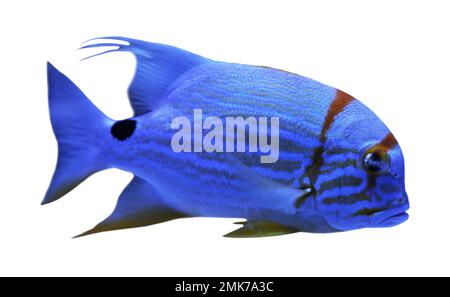 Beautiful bright tropical angelfish on white background Stock Photo - Alamy