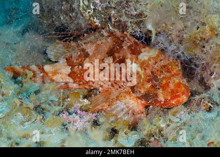 Madeira rockfish (Scorpaena maderensis), Pasito Blanco reef dive site ...