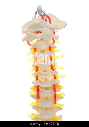 Artificial human spine model isolated on white, closeup Stock Photo - Alamy