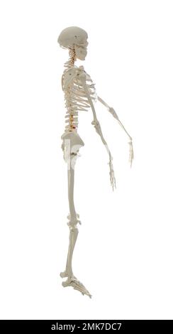 Artificial human skeleton model isolated on white Stock Photo - Alamy