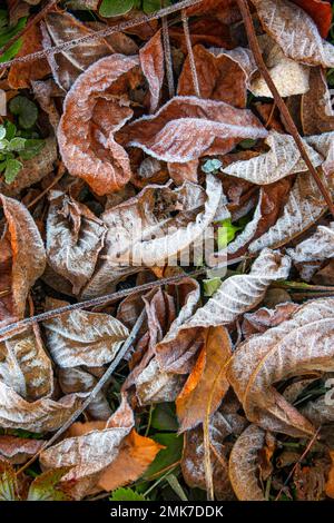 Frost on dried goldenrod leaves in Pennsylvania's Pocono Mountains ...