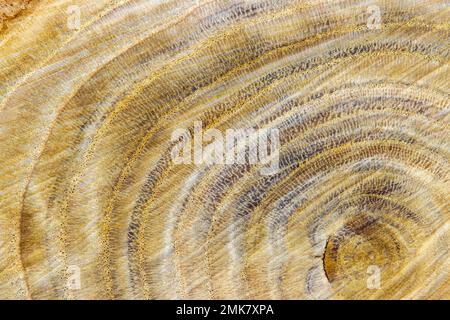 Annual growth tree rings on a Chinese Chestnut stump Stock Photo - Alamy