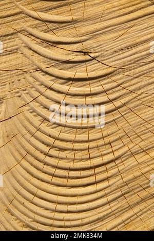 Tree rings and chainsaw scars on a Shagbark Hickory Stock Photo - Alamy