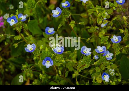 Macro photography of birdeye speedwell, veronica persica, at soft ...