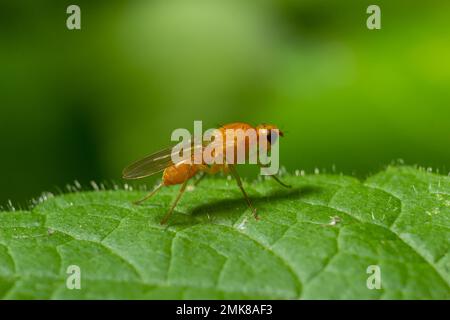 Ptecticus trivittatus - soldier fly is a family of Stratiomyidae Stock ...