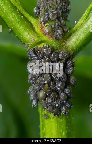 Aphids curled foliage, close up Leaf curled on cherry tree, Prunus sp ...