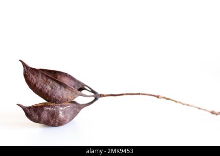 Cluster of seeds heterophyllous Brachychiton populneus eat isolated on ...