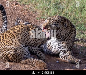 male leopard fighting another in contest over territory, Masai Mara ...