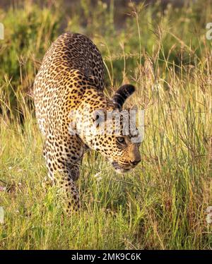 Leopard walking in the savannah in Masai Mara National Park in Kenya ...